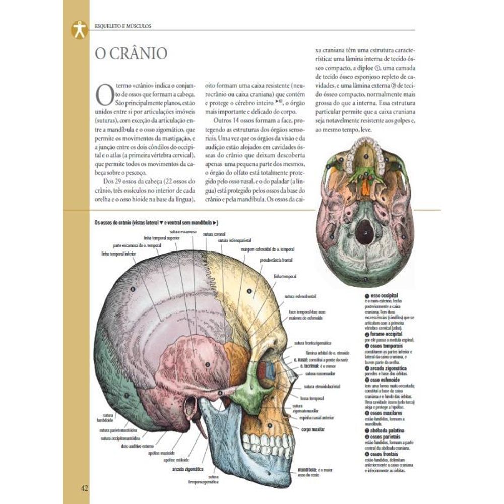 ATLAS ILUSTRADO DE ANATOMIA - martinsfontespaulista